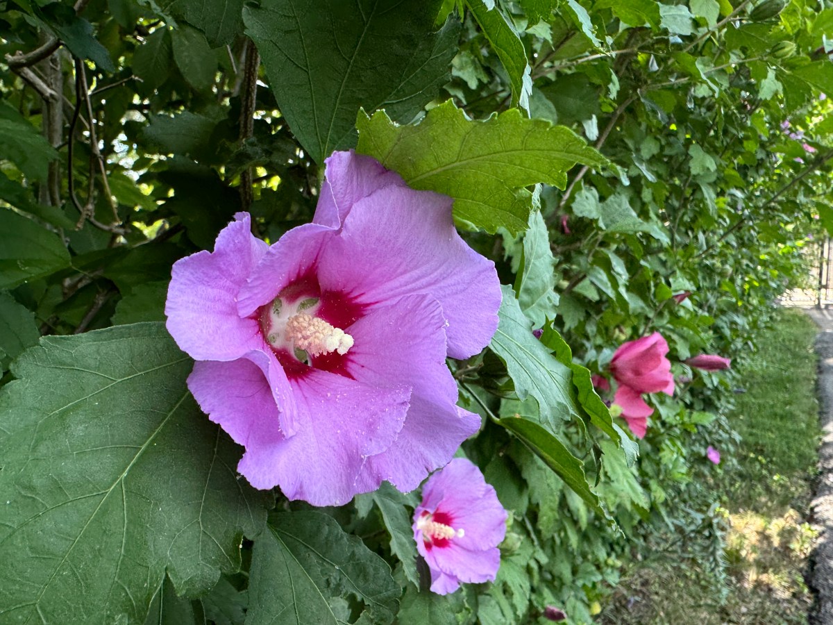 2024 Weeknote 33 : A season for changes – digitalpolity.com