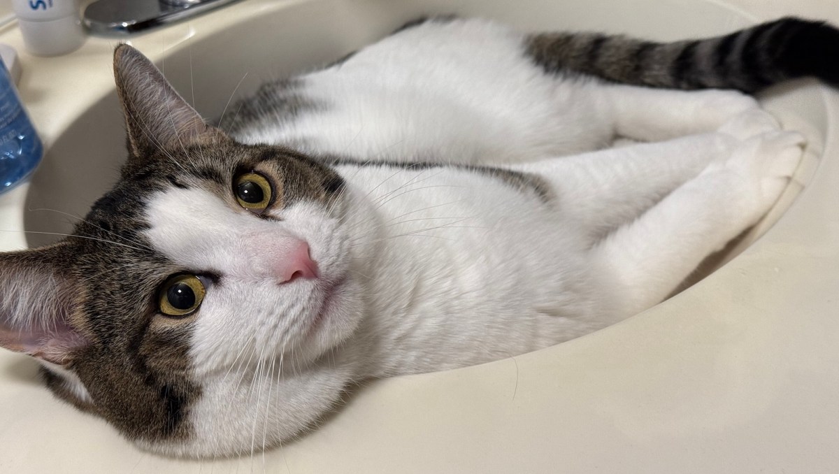 2024 Weeknote 39 : More UX, less AI – Digital Polity